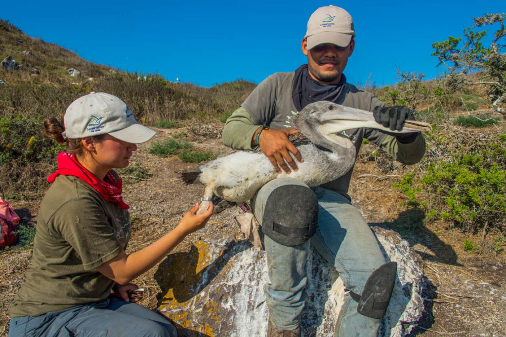 Brown Pelican Conservation Calls for Efforts without Borders – Sonoran ...