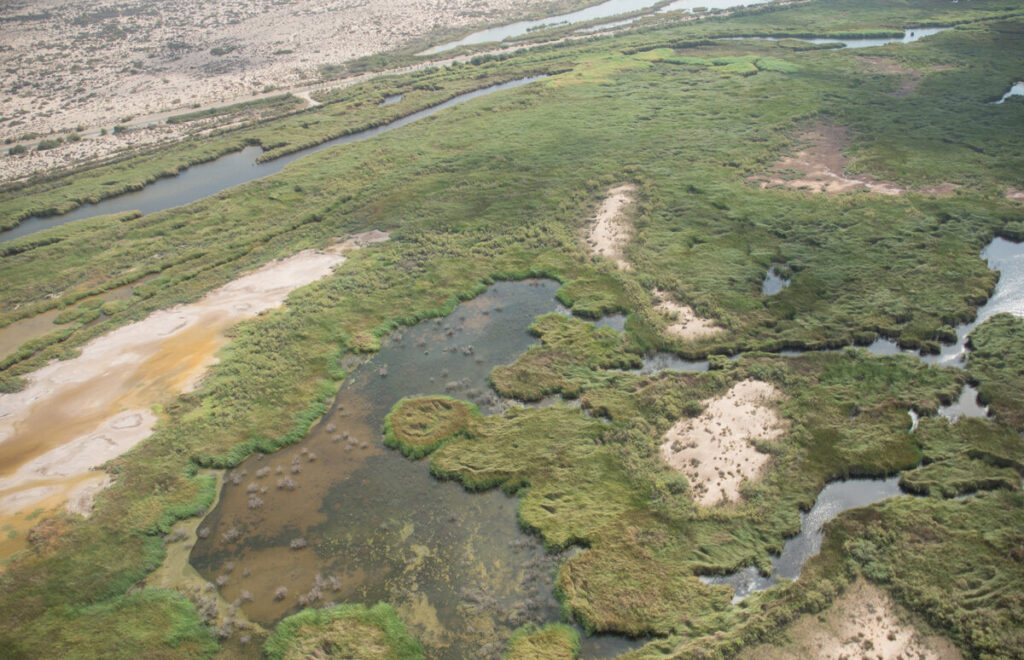 Marsh Birds of the Colorado River Delta - Sonoran Joint Venture
